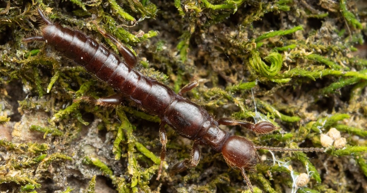 小さな隣人たちの世界: シロアリモドキ目 Order Embioptera