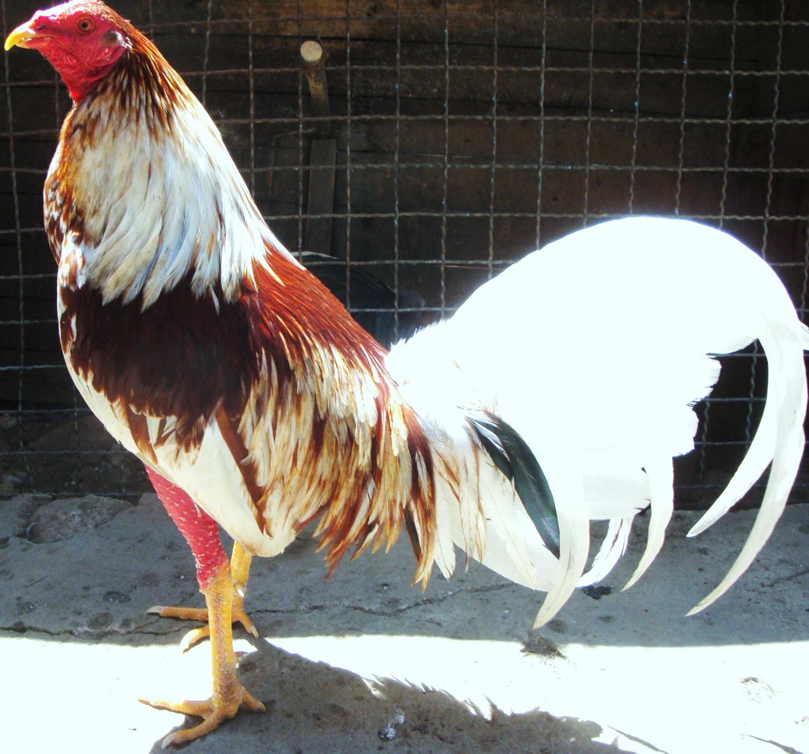 Gallos finos de pelea criadero los zorro