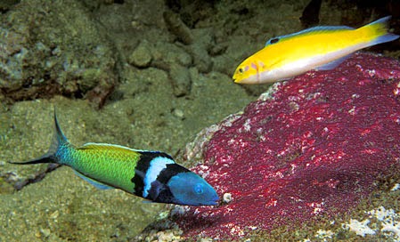 Labrido de cabeza azul (Thalassoma bifasciatum)