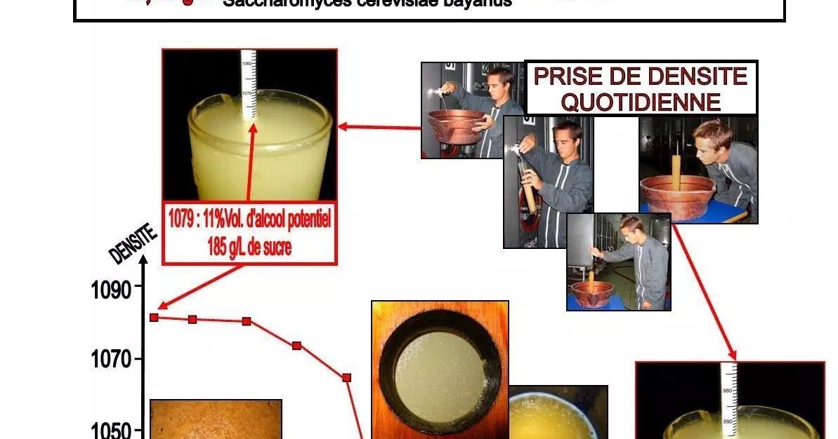 Cours Œnologie - Michel VERON: Fermentation alcoolique