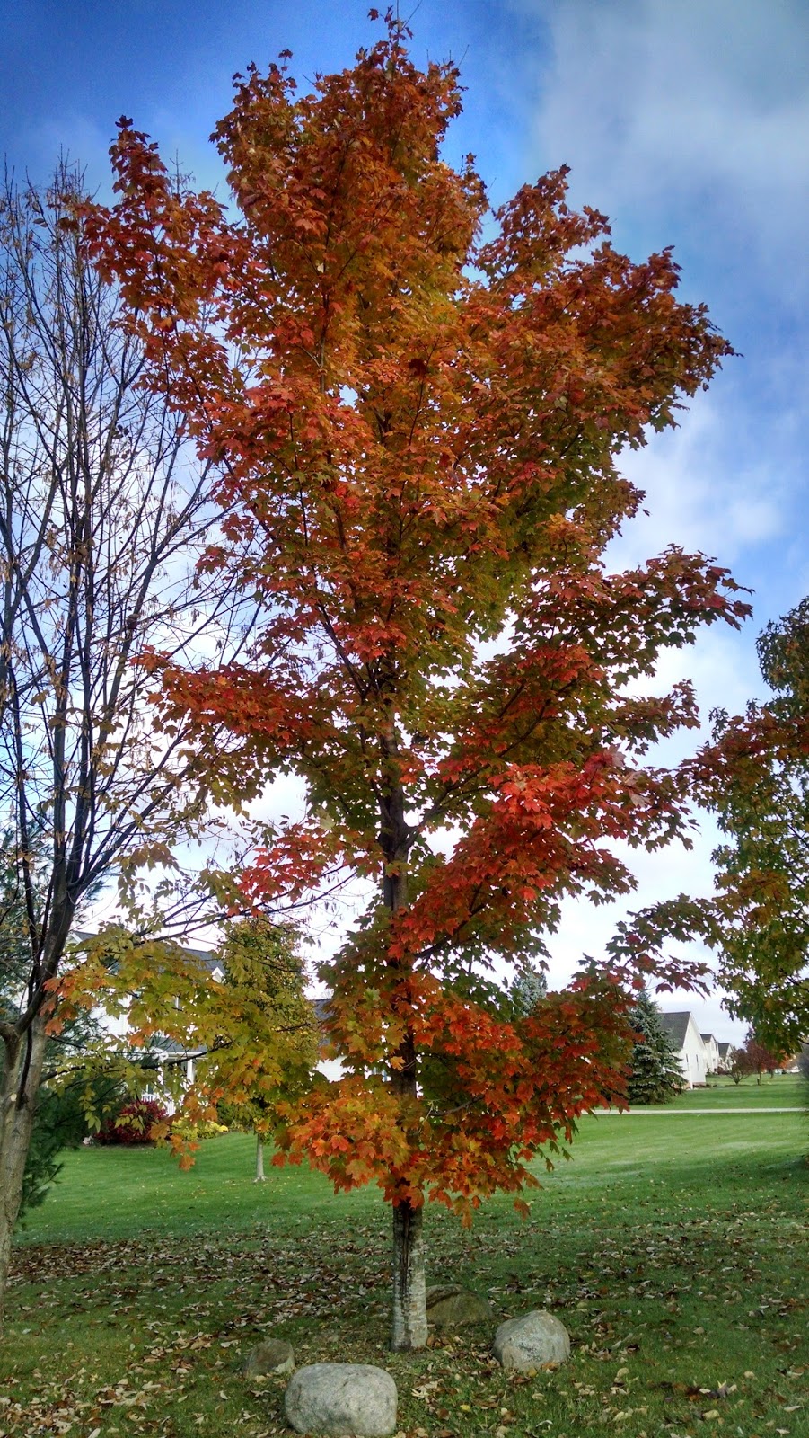 A View from the North Coast: Near the Peak of Fall Color in Northeast Ohio