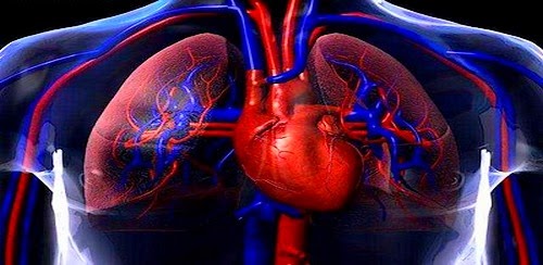 Acesso Venoso: Sistema Cardiovascular - O Coração