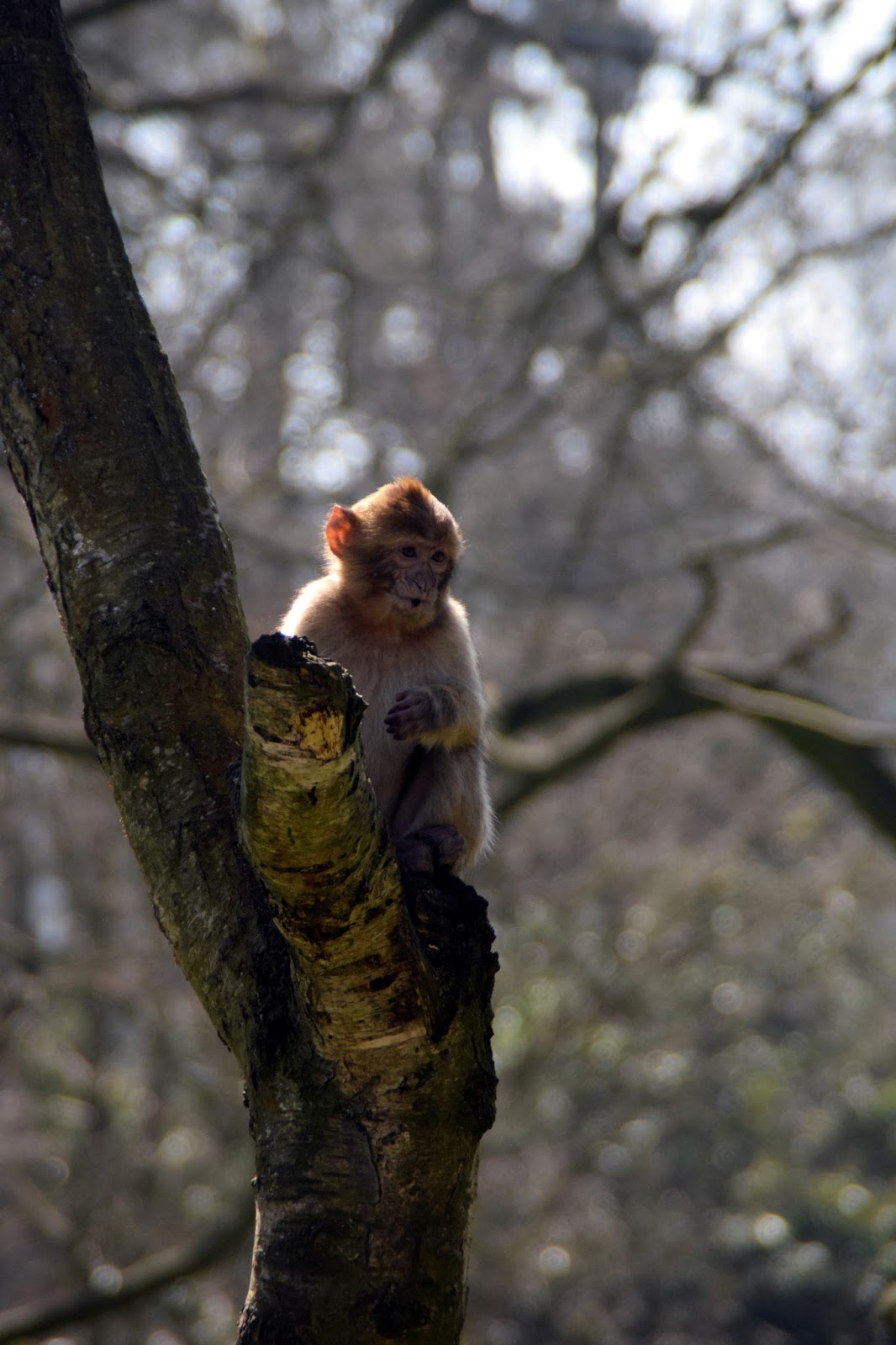 Enjoy your time with beautiful places: Trentham Monkey Forest - Walk ...