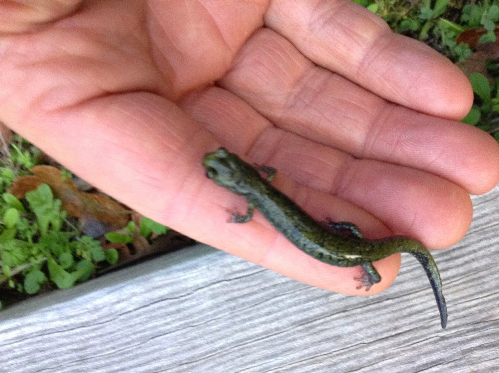 Alaska, Mexico, and everywhere in between.: Whitethorn and Garberville ...