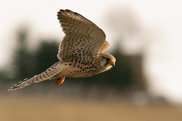 Variety of Life: Falco