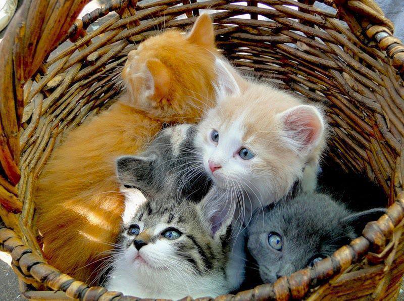 Hari ini: Gambar Kucing Comel