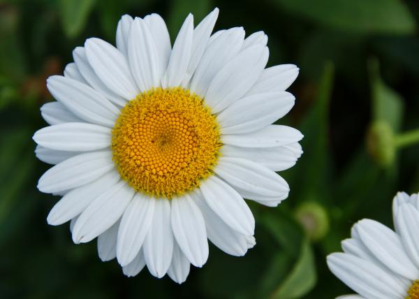White Flower - st-hallvardmenighet