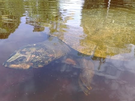 Variety of Life: Testudinata