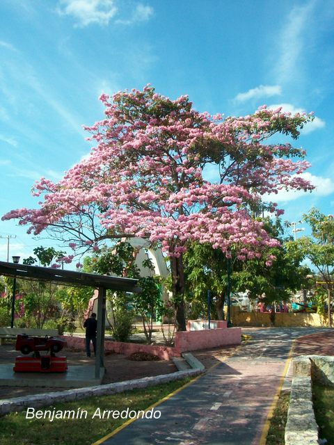 El Bable: Los maculís cubriendo con su manto rosado las calles de Cancún.