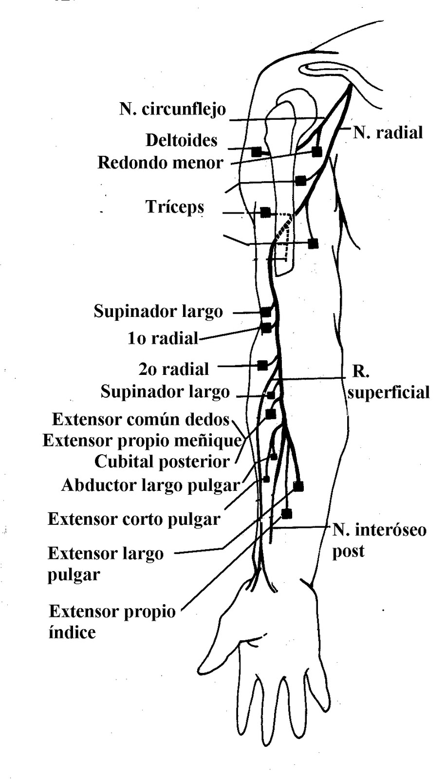Contenido de Anatomía Humana: inervación motora del nervio radial