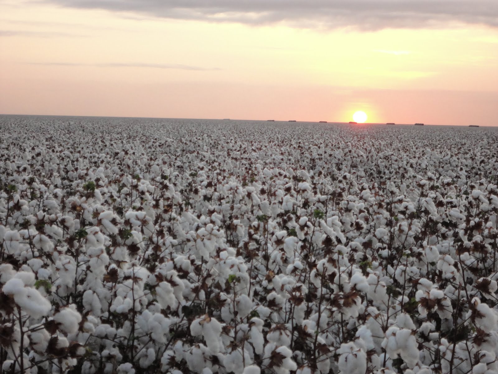BRAZIL NATURE: Plantação de Algodão - Cotton Plantation