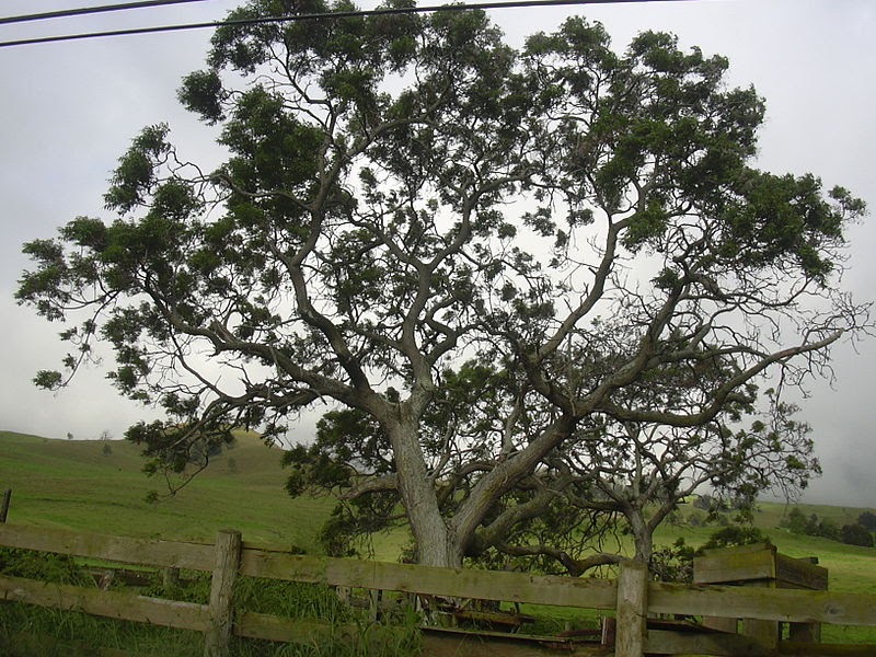 Variety of Life: Meliaceae