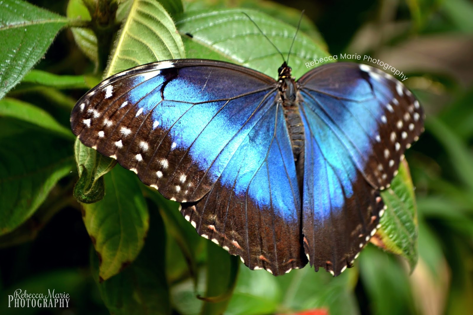 Butterfly Days: My Photos from the Magic Wings Butterfly Conservatory