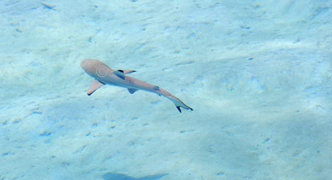 10 Fakta Menarik Tentang Hiu Putih "Great White Shark" Si Monster ...