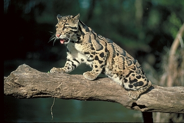 Clouded Leopards | The Life of Animals