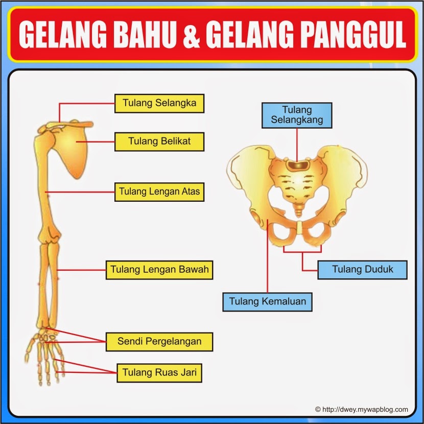 DESAIN SUSUNAN KERANGKA DAN SISTIM PENCERNAAN MANUSIA Format CDR