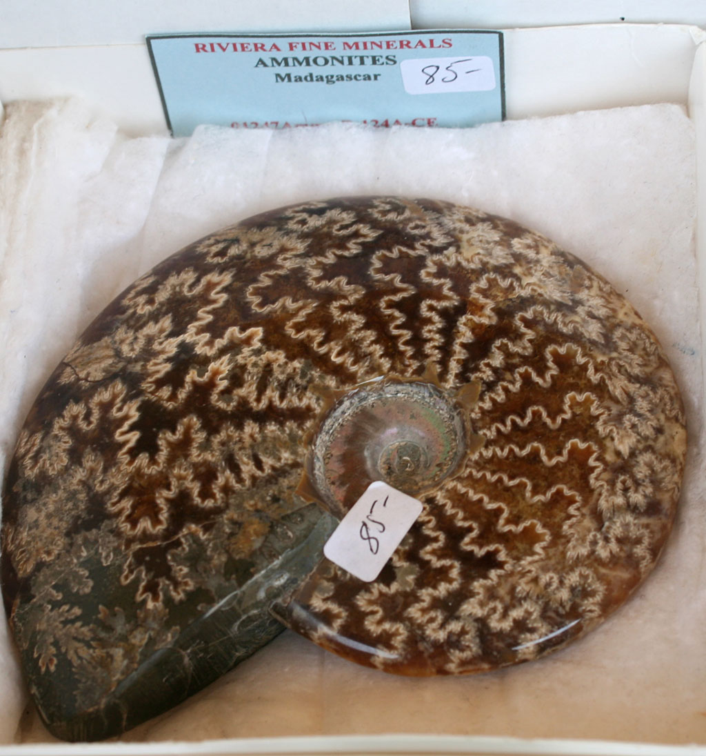 Louisville Fossils and Beyond: Bloomington Indiana Mineral-Fossil Show