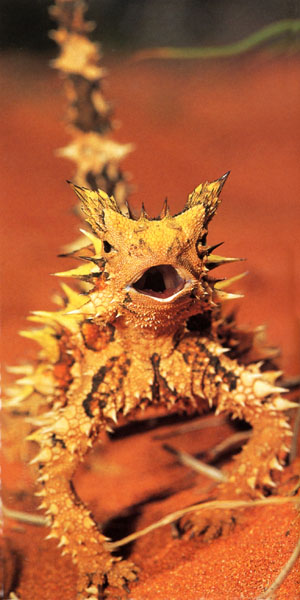 Thorny Devil | Animal Wildlife