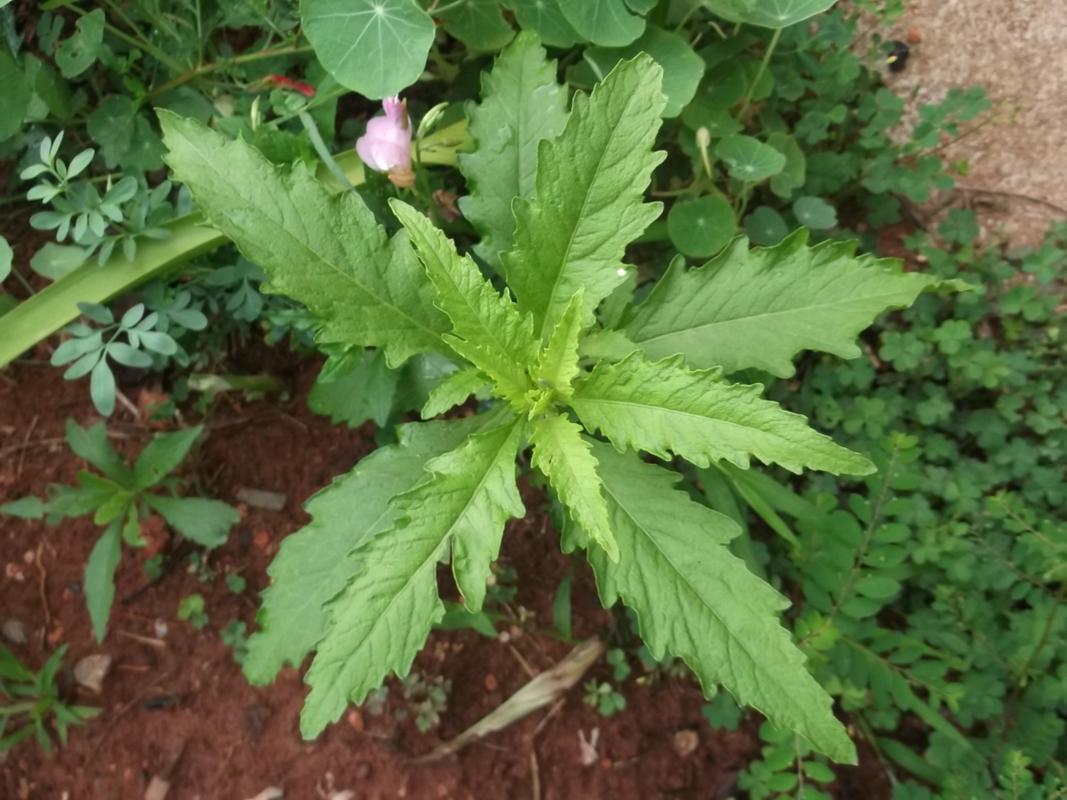 Tudo sobre Erva-de-Santa-Maria