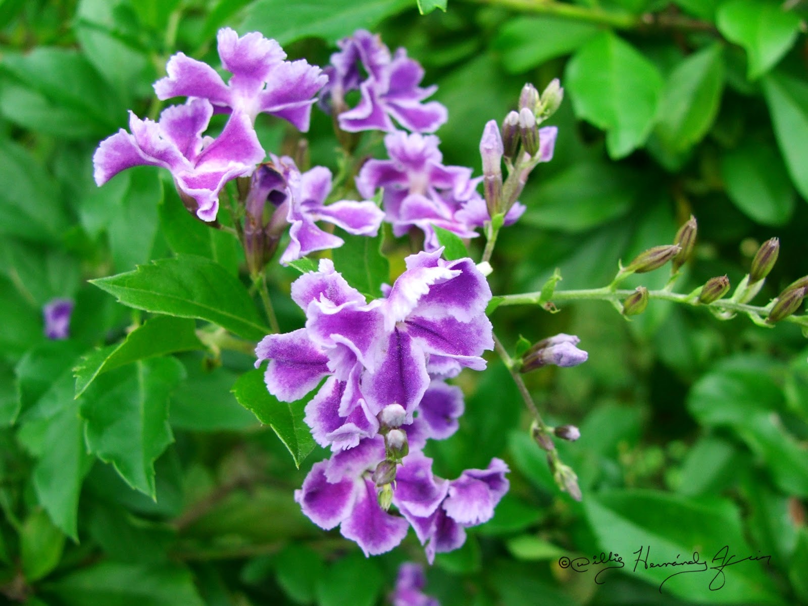Flora de Puerto Rico Ilustrada Papo Vives: VERBENACEAE-Duranta erecta ...