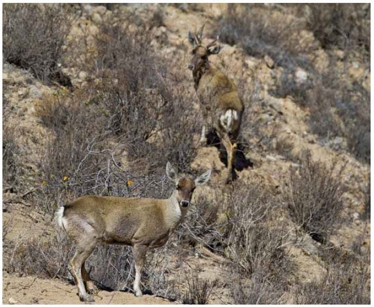 Caminantes del Desierto: LA TARUCA. EL HUEMUL DEL NORTE.