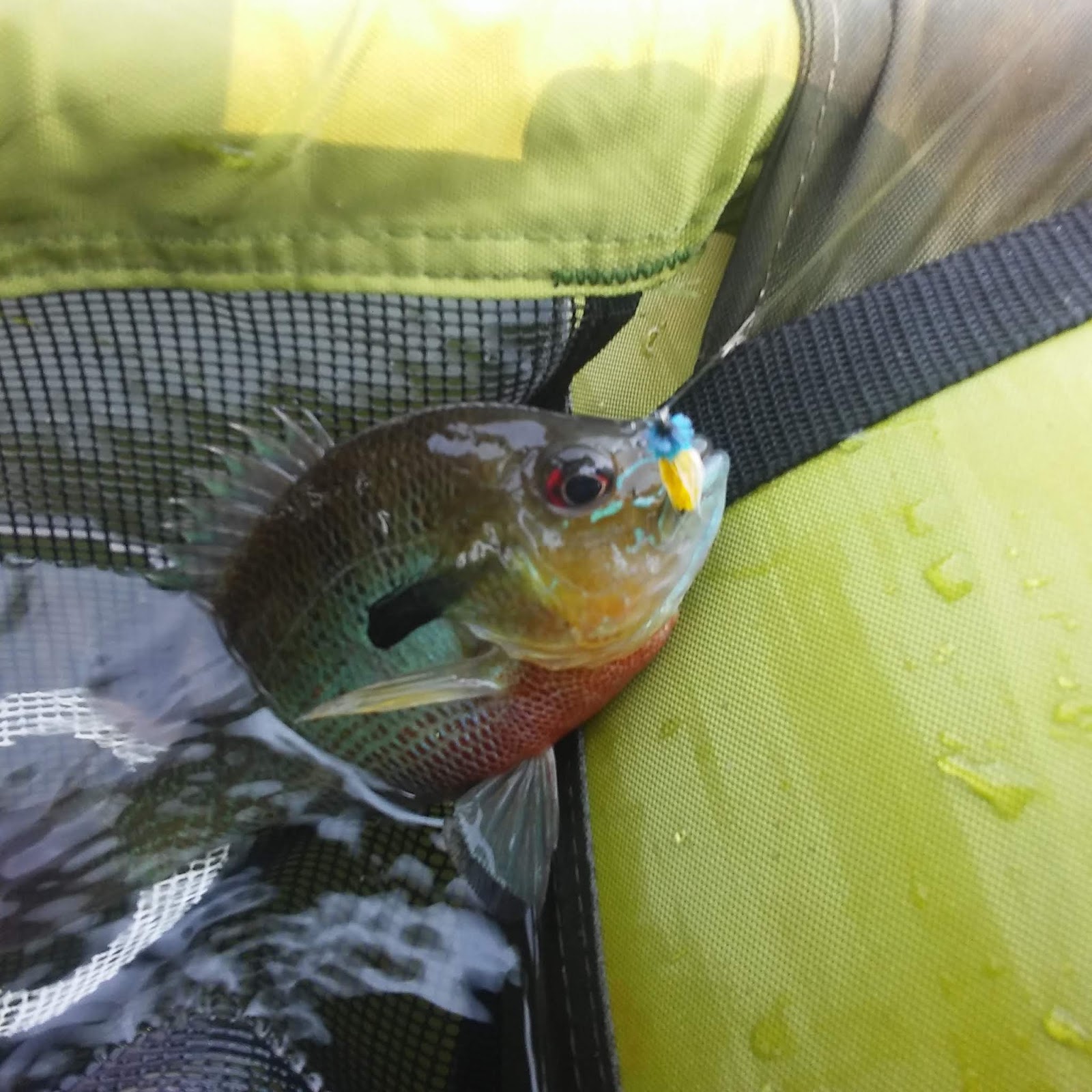 Palmetto Fly N' Fish