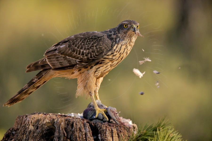 Togger Goes Wild: Goshawk, Hawfinch Spectacular...plus a small review ...