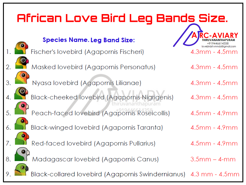 African Love Bird Leg Bands Size.
