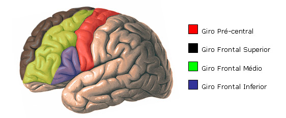 Blogão de Fisio: TELENCÉFALO