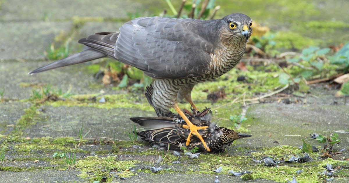 R&R.Natuurlijk: Tweede Kerstdag: eten en gegeten worden - sperwer in de ...