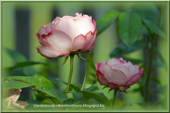Pétales et pattes de velours: La beauté d'une rose : Acropolis