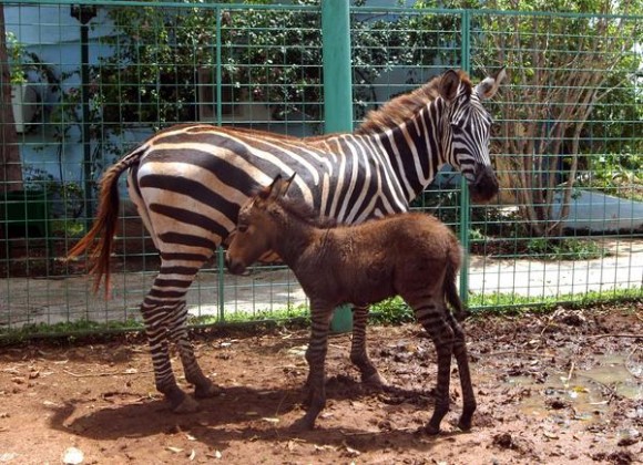 CIRCULO DE ESTUDIO " BRUJULA METROPOLITANA": Cebrasno:heredó de su ...