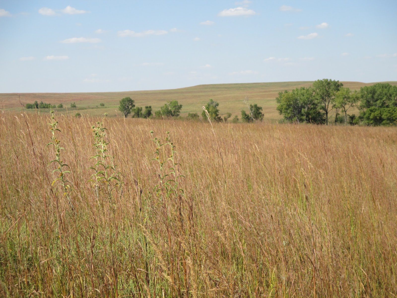 Backyard Excursions: Tallgrass Prairie National Preserve
