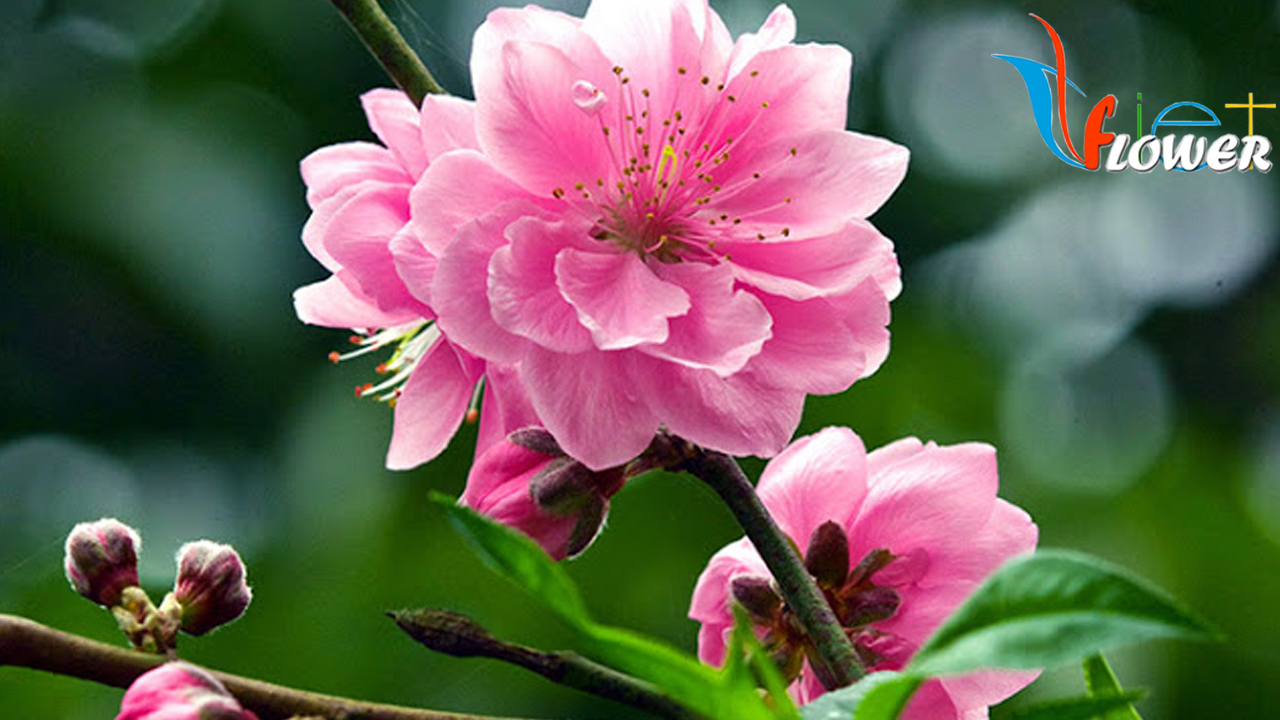 Ý nghĩa hoa đào - Peach blossom