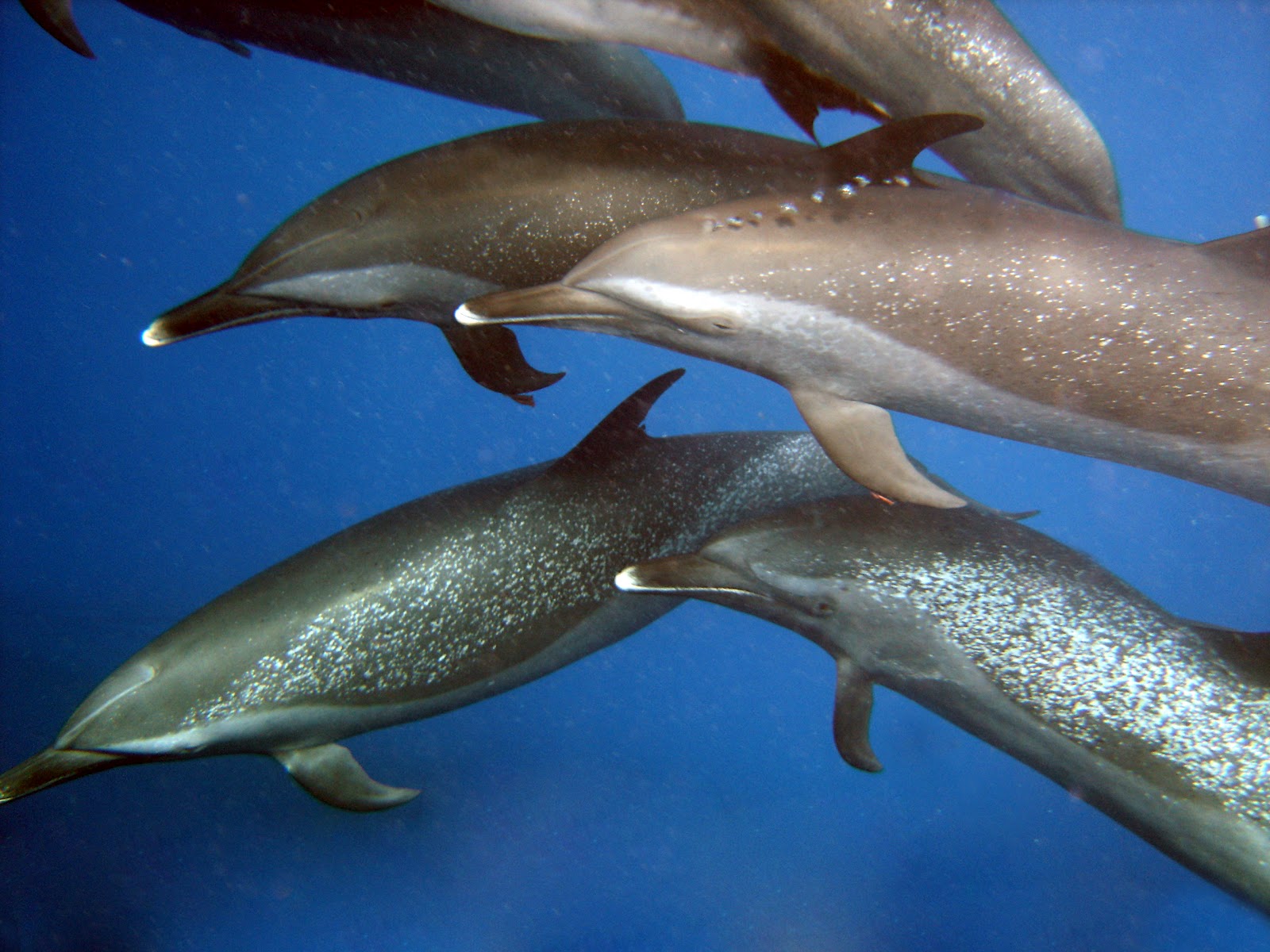 RICARDO FERNANDEZ BARRUECO: Delfín ensillado o manchado tropical ...