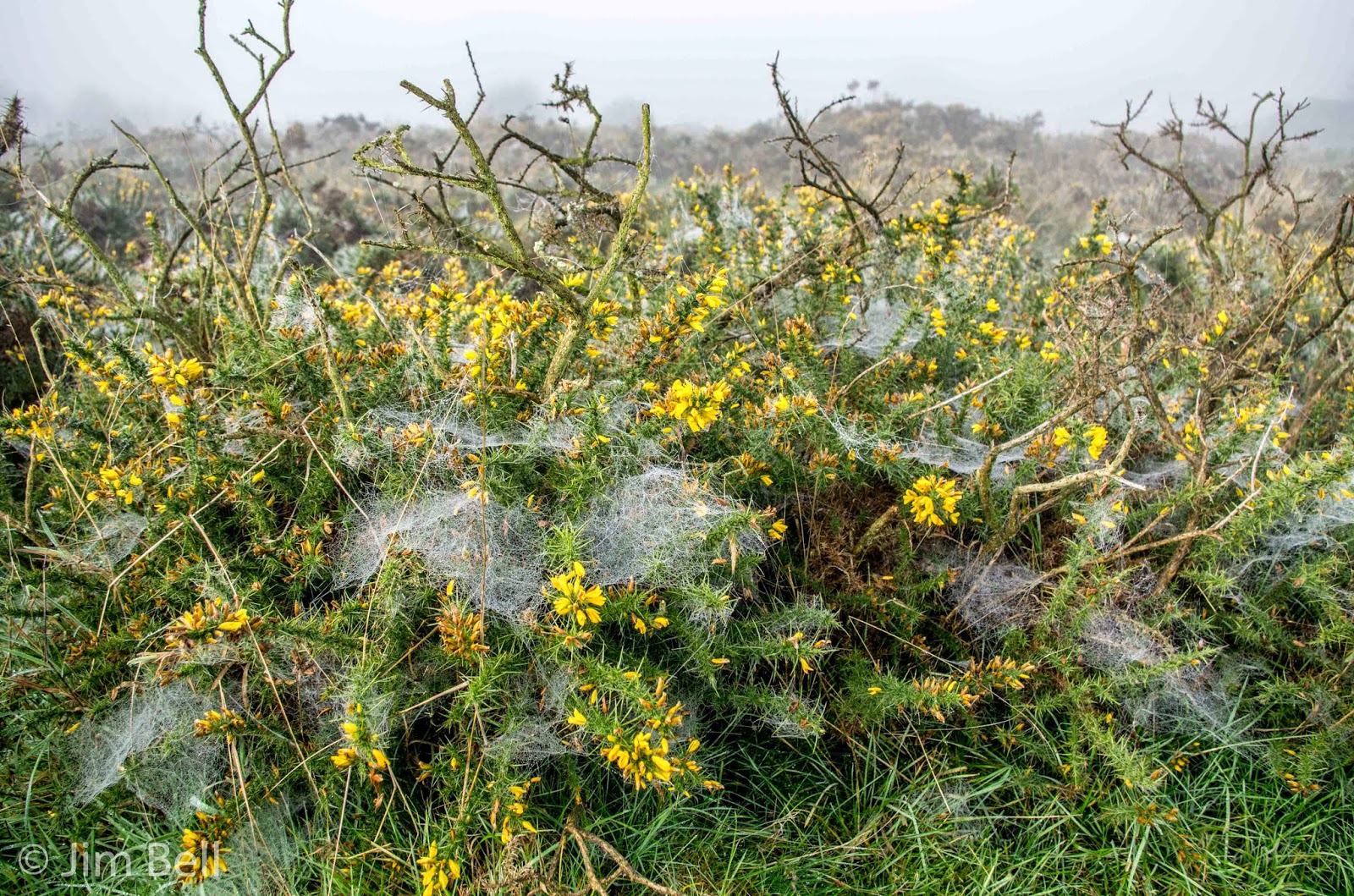 Out & About: Spider's Webs & Gossamer