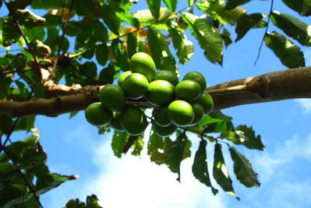 Fruit Warehouse: Pili Nut ( Canarium ovatum )