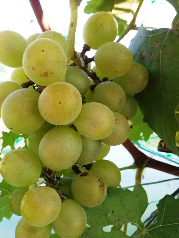 Lets Plant Grapes In The Philippines (Palawan Adventure)