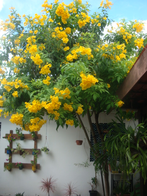 Destaque para o Mini-Ipê ou Ipê de Jardim