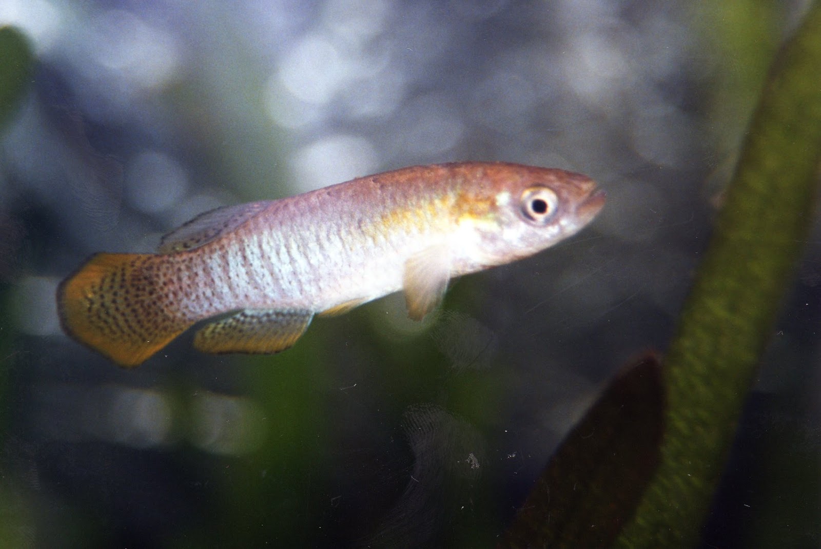 VALENCIA TOOTHCARP FISH ~ Everything About Fish