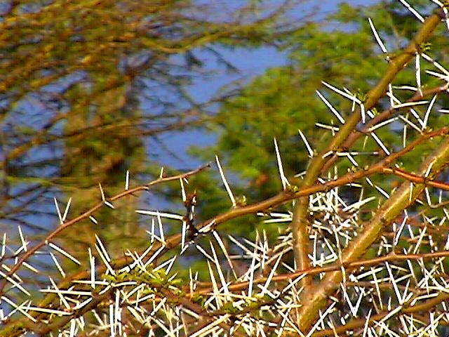 Living Connections: Among the Thorns