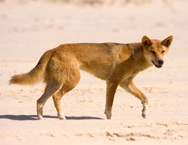 Dingo | The Biggest Animals Kingdom