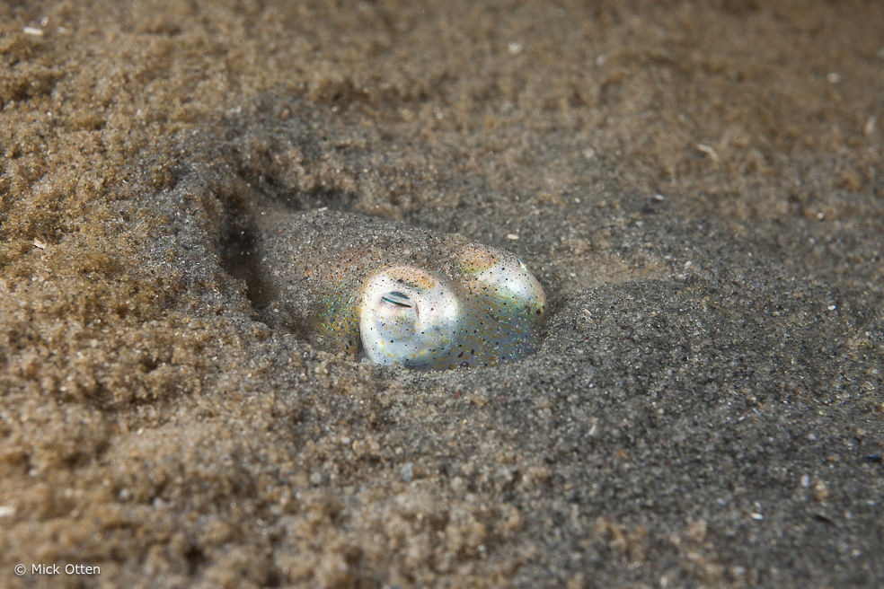 Mick's marine biology: Sepiola atlantica: cute Atlantic bobtail