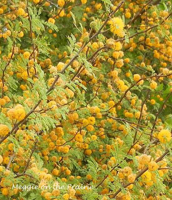 Meggie On The Prairie: What's in a Name.....