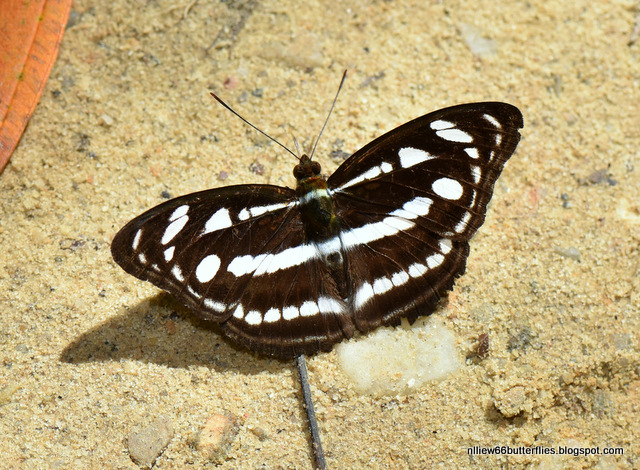 The Forested Path (and Beyond): BUTTERFLIES of RAUB: The Malay Staff ...