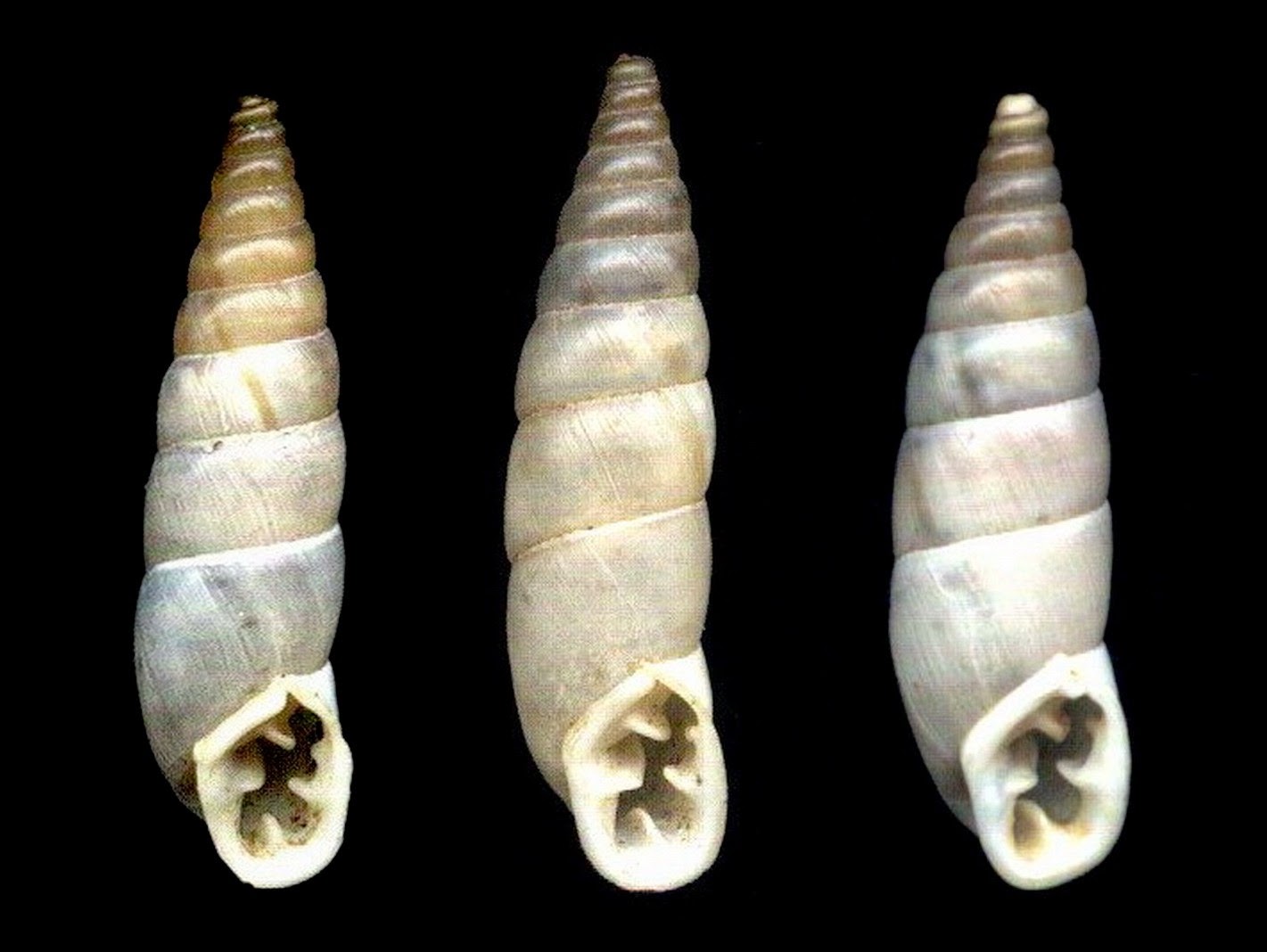 Moluscos terrestres de Argentina: Spixia bergii (Doering, 1877)