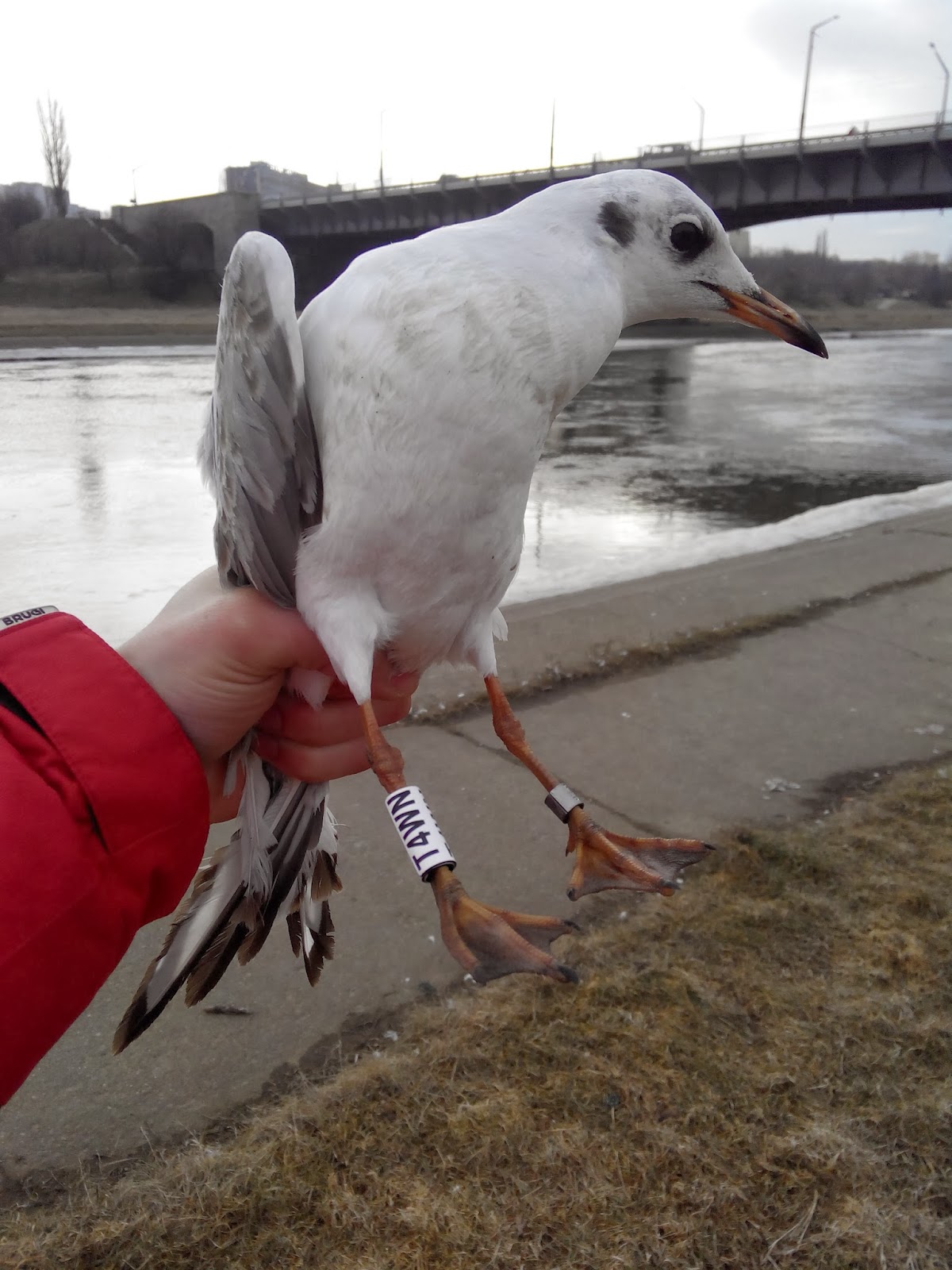 Kolring TEAM [POLAND] - The Polish Bird Banding Blog [bird ringing ...