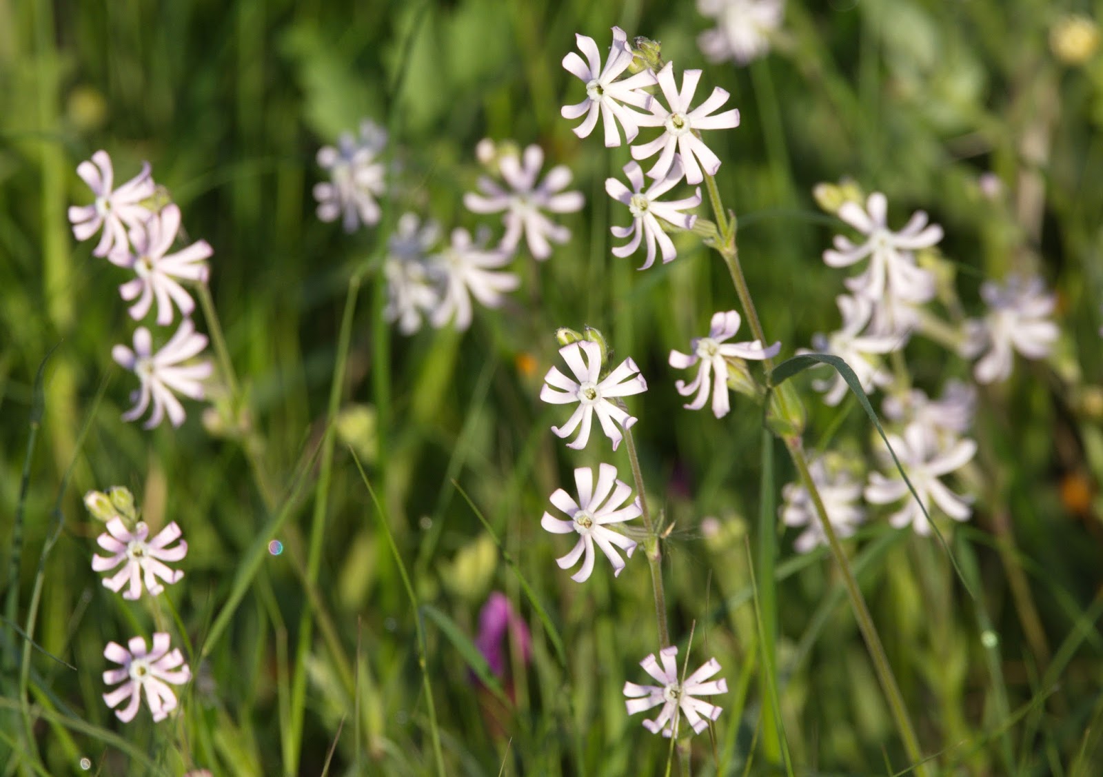Dominic's Field Photos: Har Amasa flowers