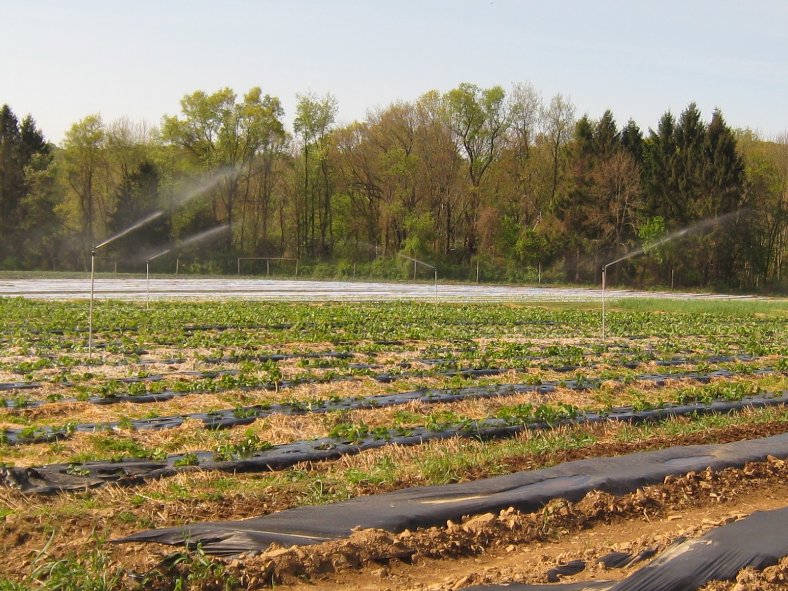 Stony Hill Farms CSA: Protecting our Crops from Frost