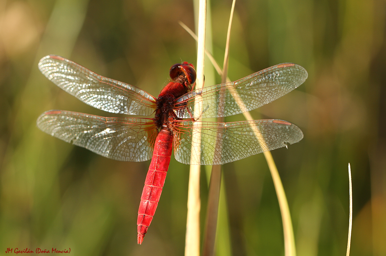 Fotografía de Naturaleza - JM Gavilán: Crocothemis erythraea ♂